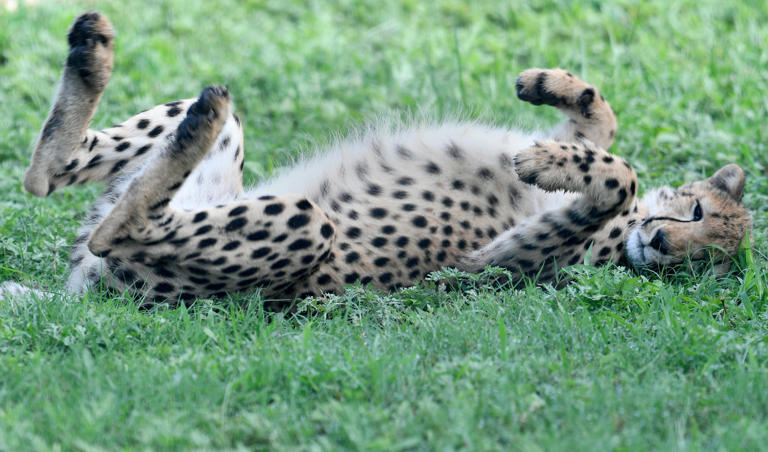 Is it legal to own exotic animals in Michigan?