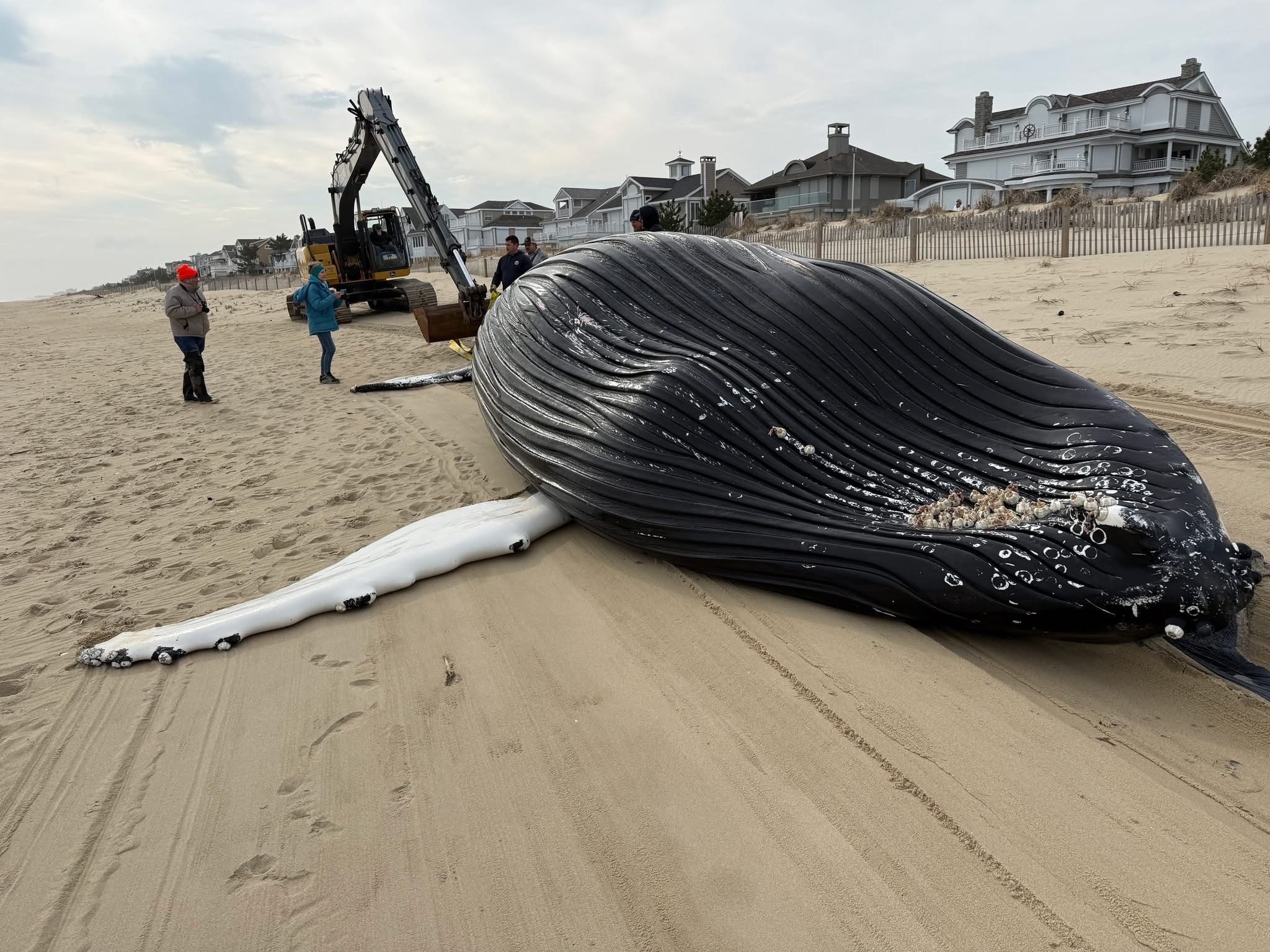 Whale that delighted Cape Cod watchers is found dead on Delaware shore