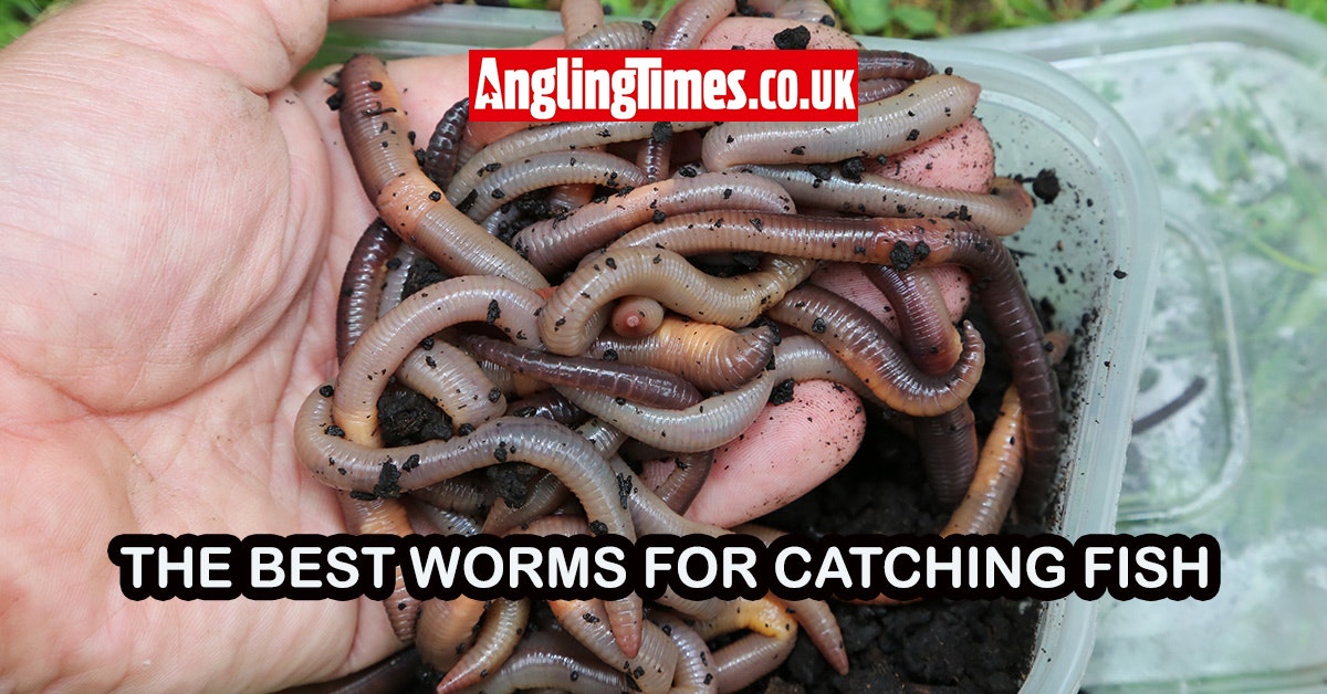 The best worms for fishing