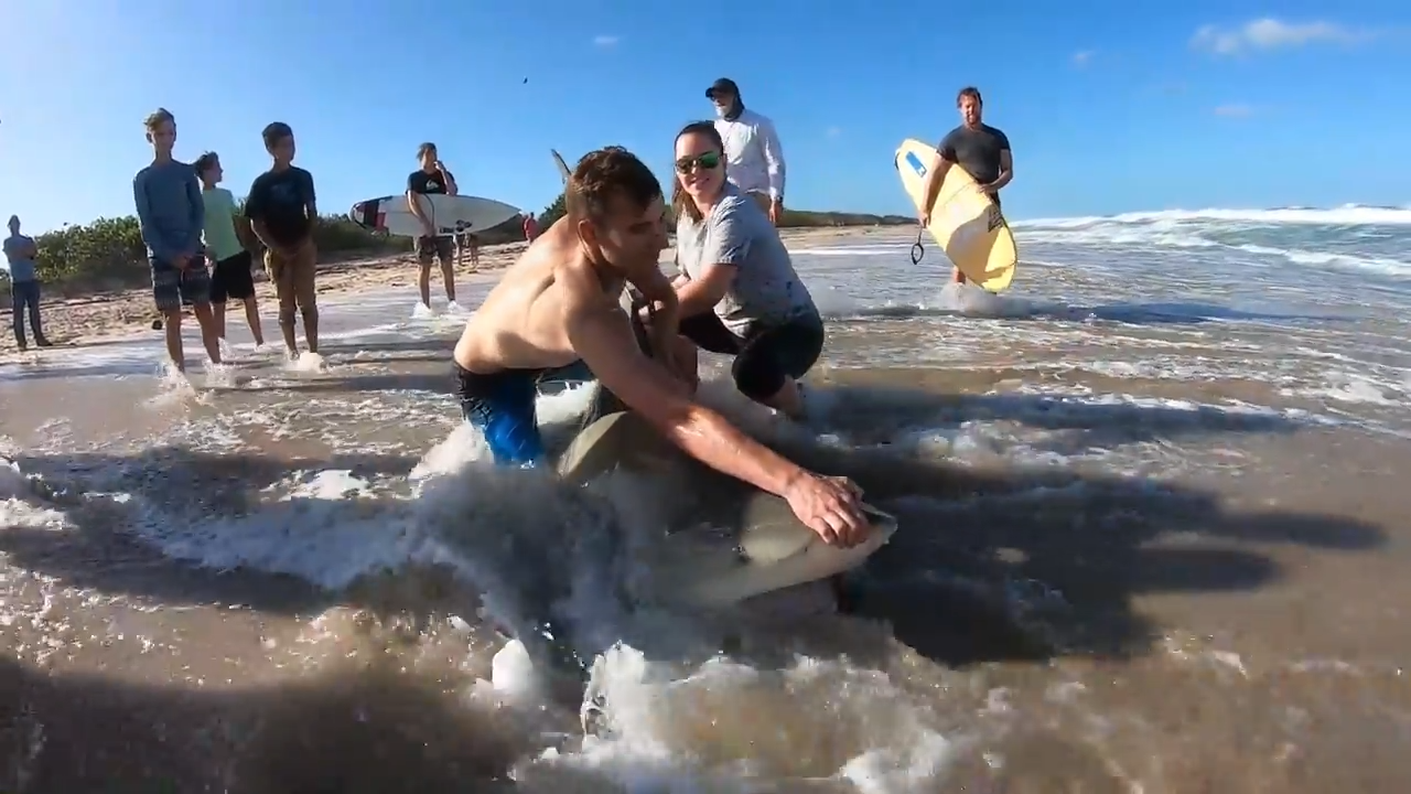 This was not an empty beach – a bull shark comes ashore