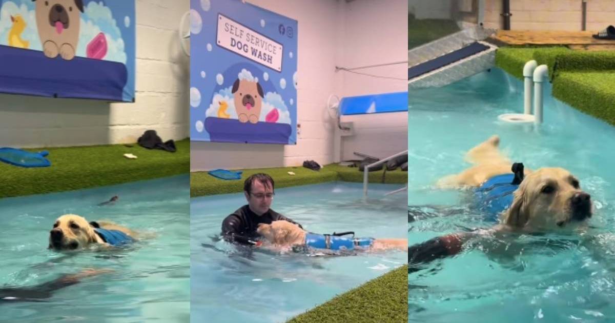 Video: Dog turns into 'clingy little bean' during pooltime