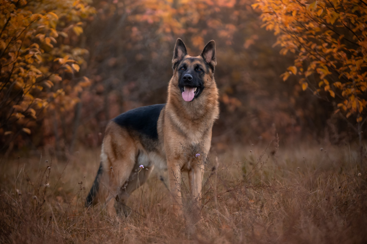 100+ unique German shepherd dog names with meanings