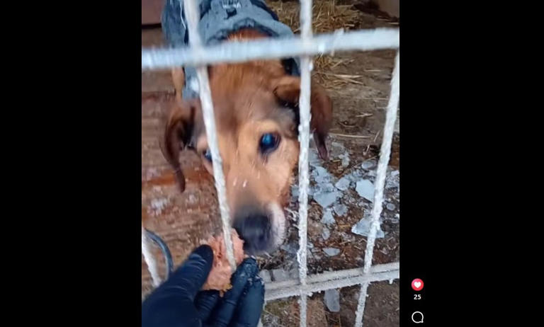 Zimowy apel schroniska. Potrzebne domy tymczasowe!