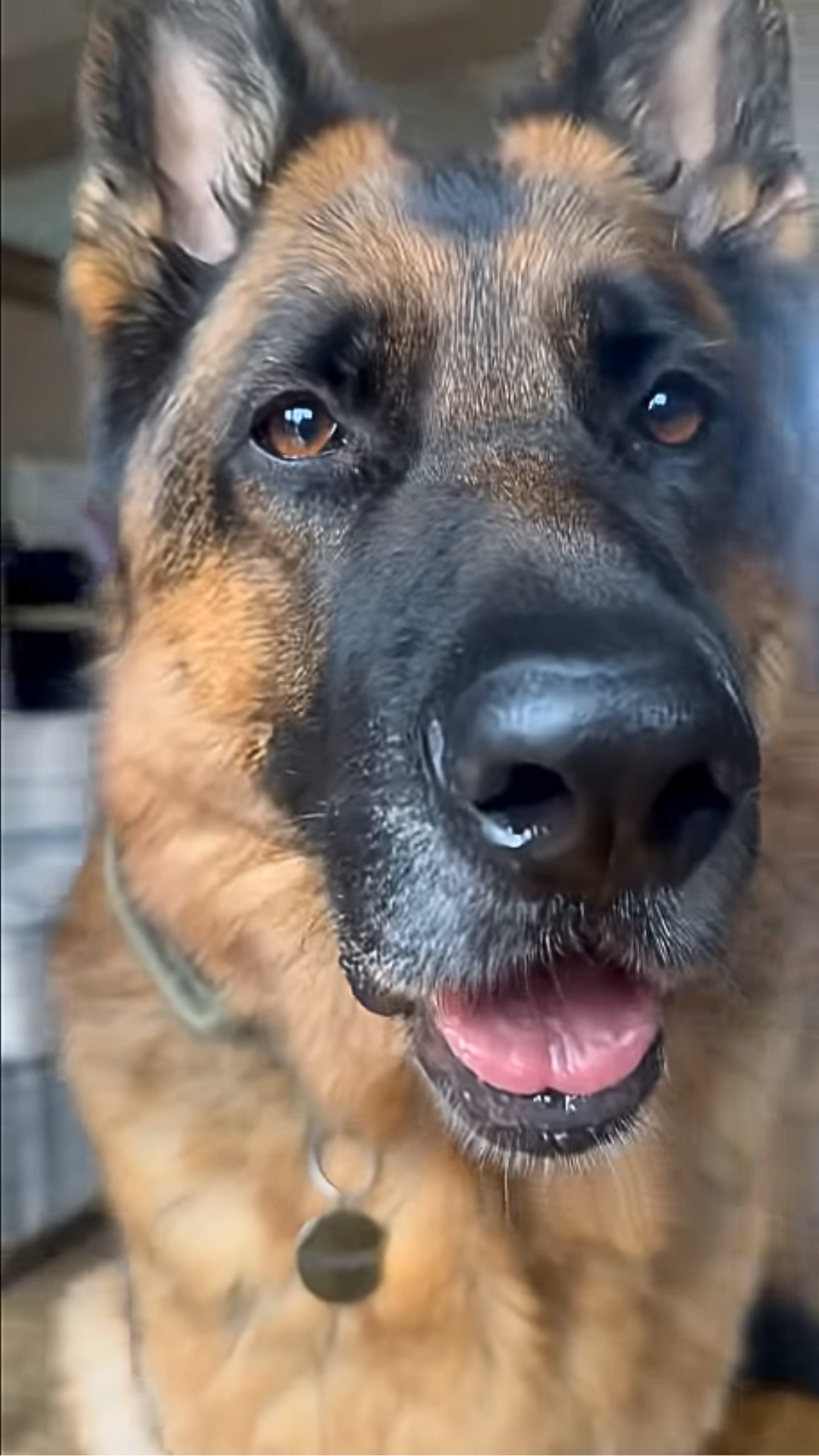German shepherd's POV: When mum talks crazy