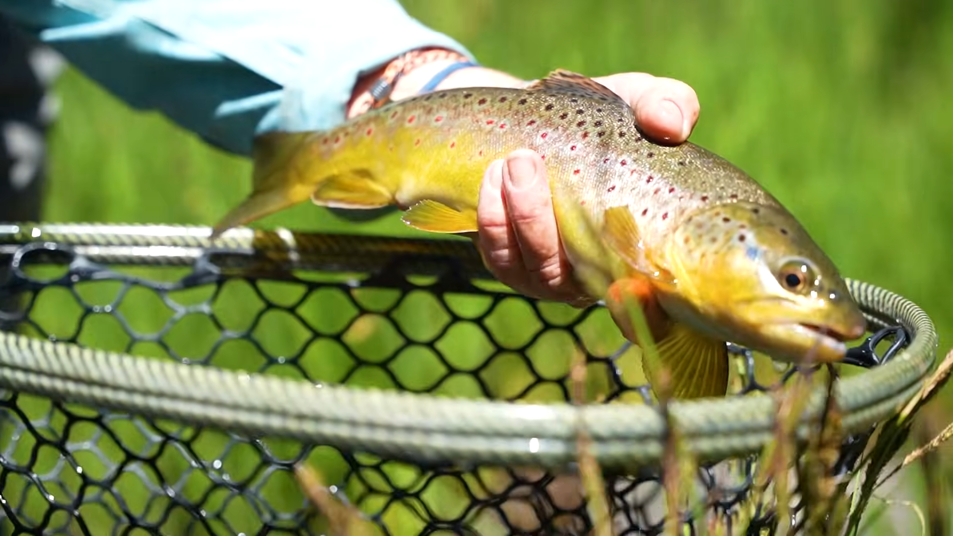 This mountain stream in Arizona was hiding wild trout