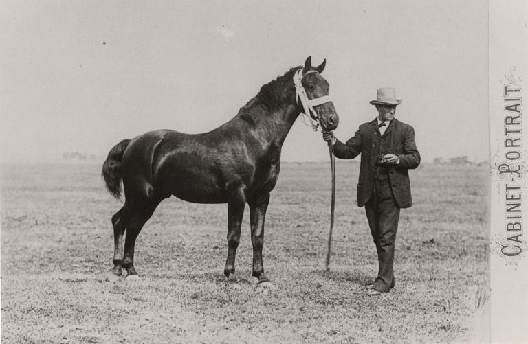 Meer dan alleen het Friese paard: deze 6 bijzondere dierenrassen zijn ...