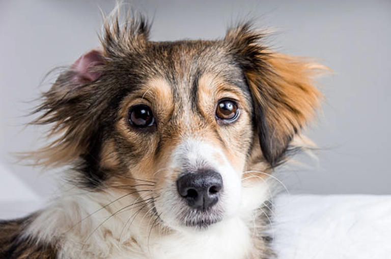 « Je ne comprends pas pourquoi mon chien est souvent debout » : comment ...