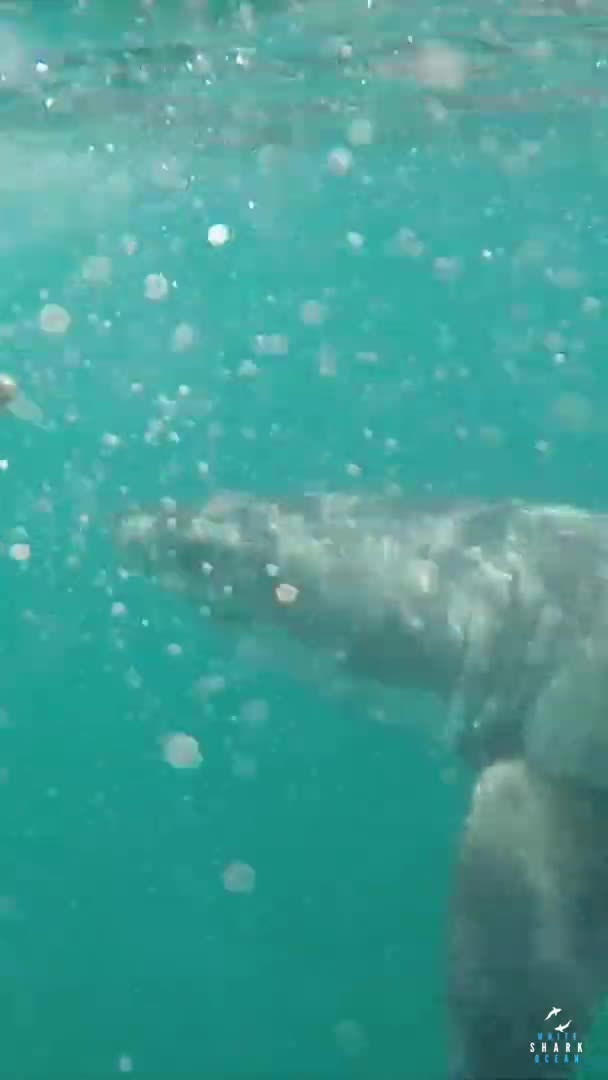 Great white circles round after big lunge #shorts