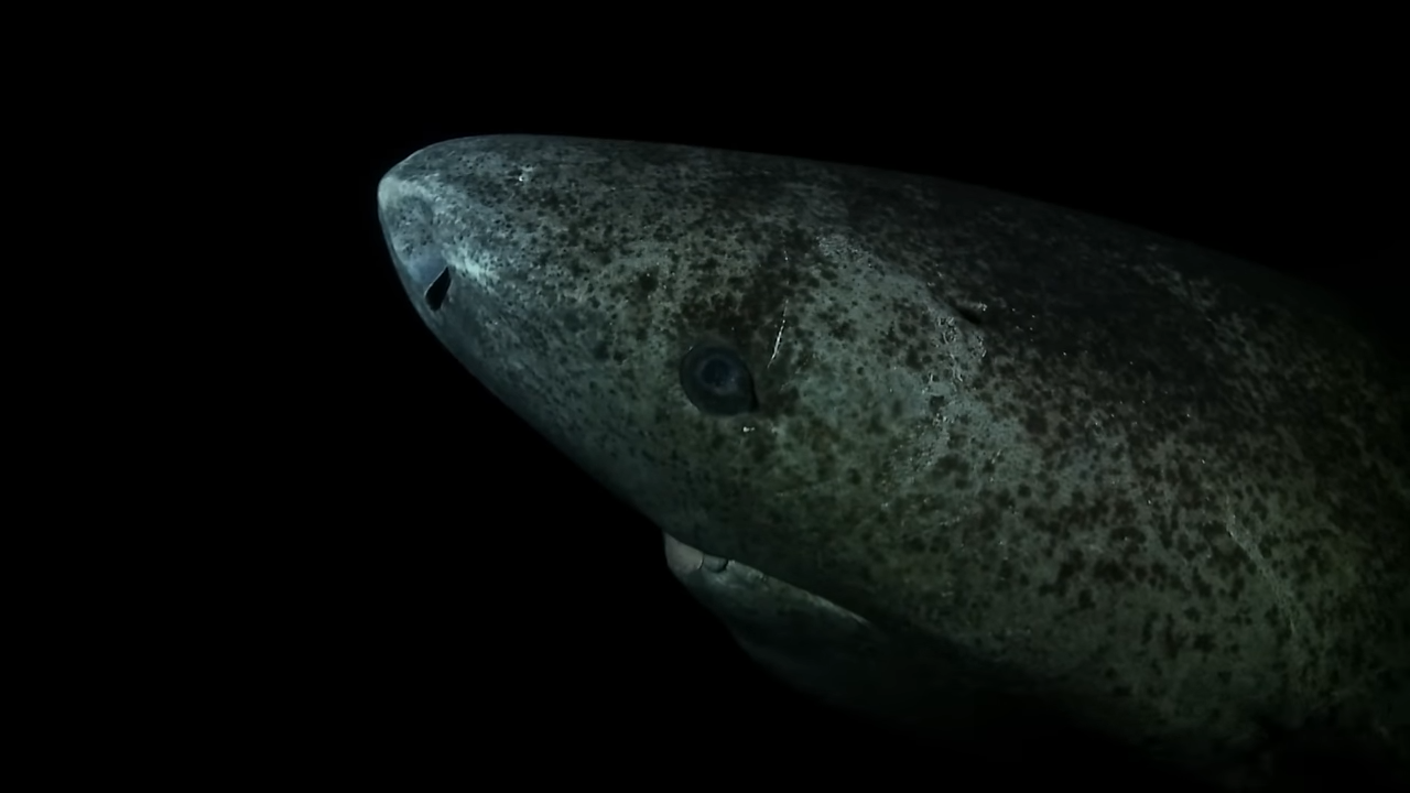 This shark was alive before Shakespeare - how scientists discovered its ...
