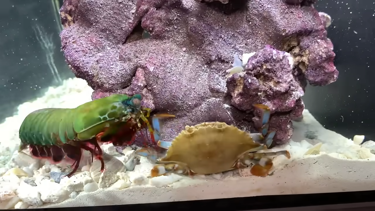 Epic ocean battle: Giant blue crab vs giant mantis shrimp