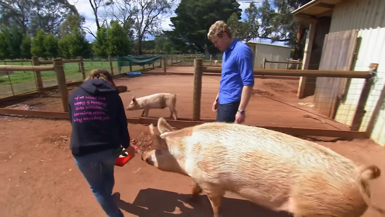 This is what happens when a pig knows he has tusks… and vets have to ...