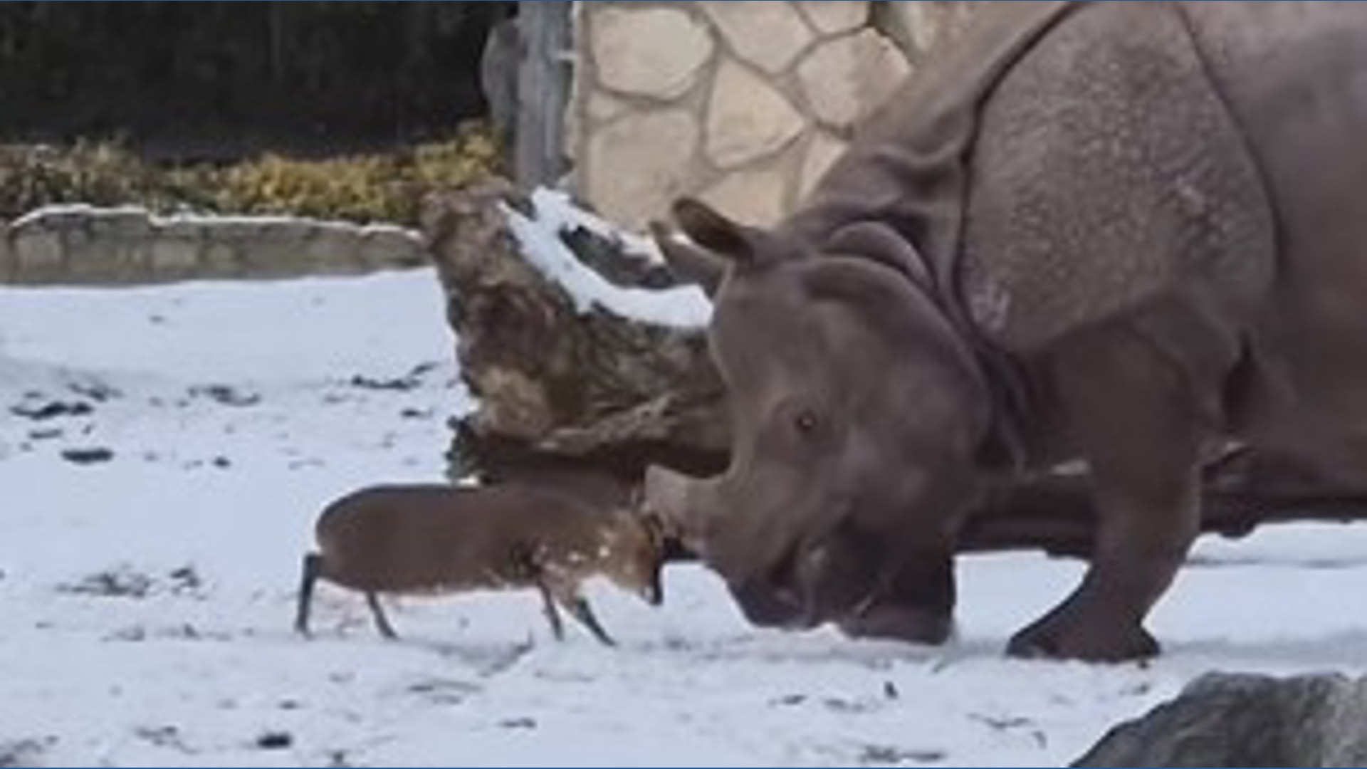 Deer spars with rhino at Polish zoo