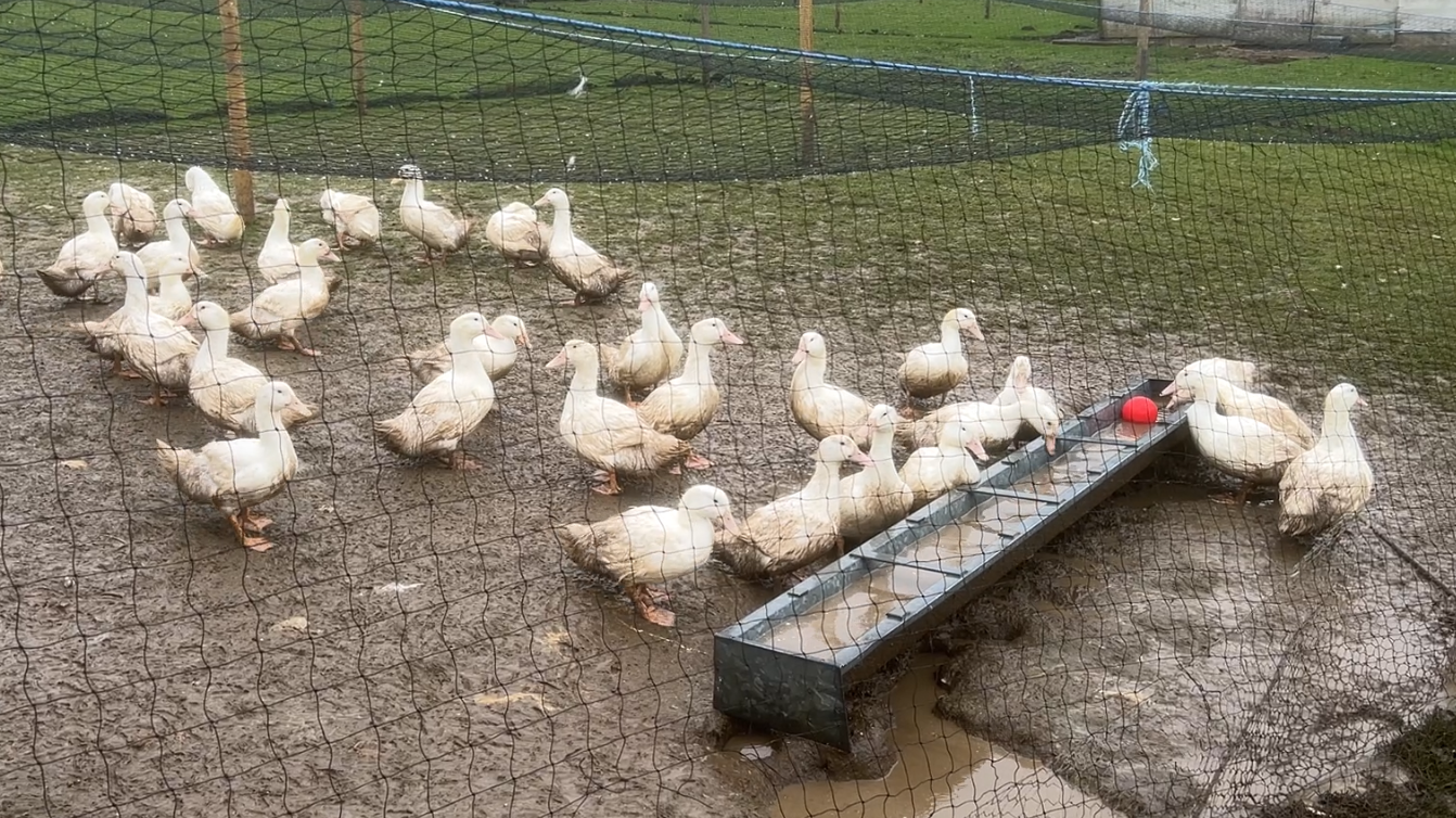 'We need a bird flu vaccine to save the industry'