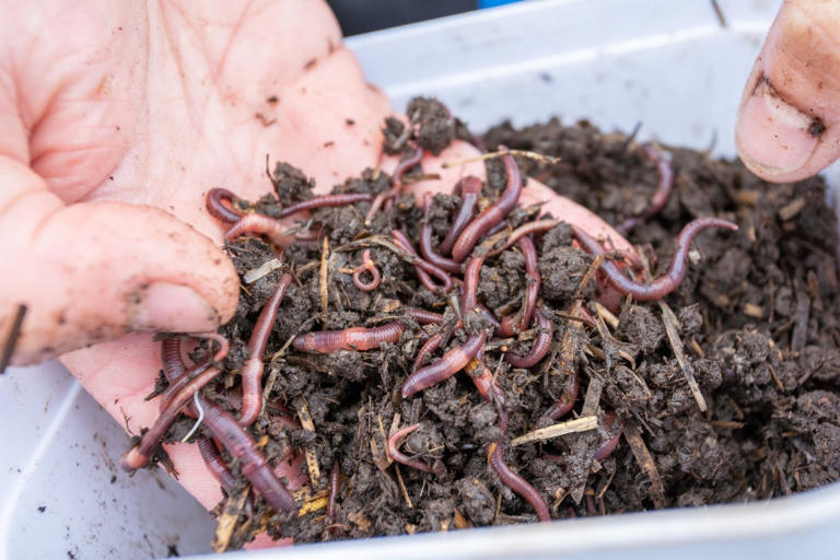 The best worms for fishing
