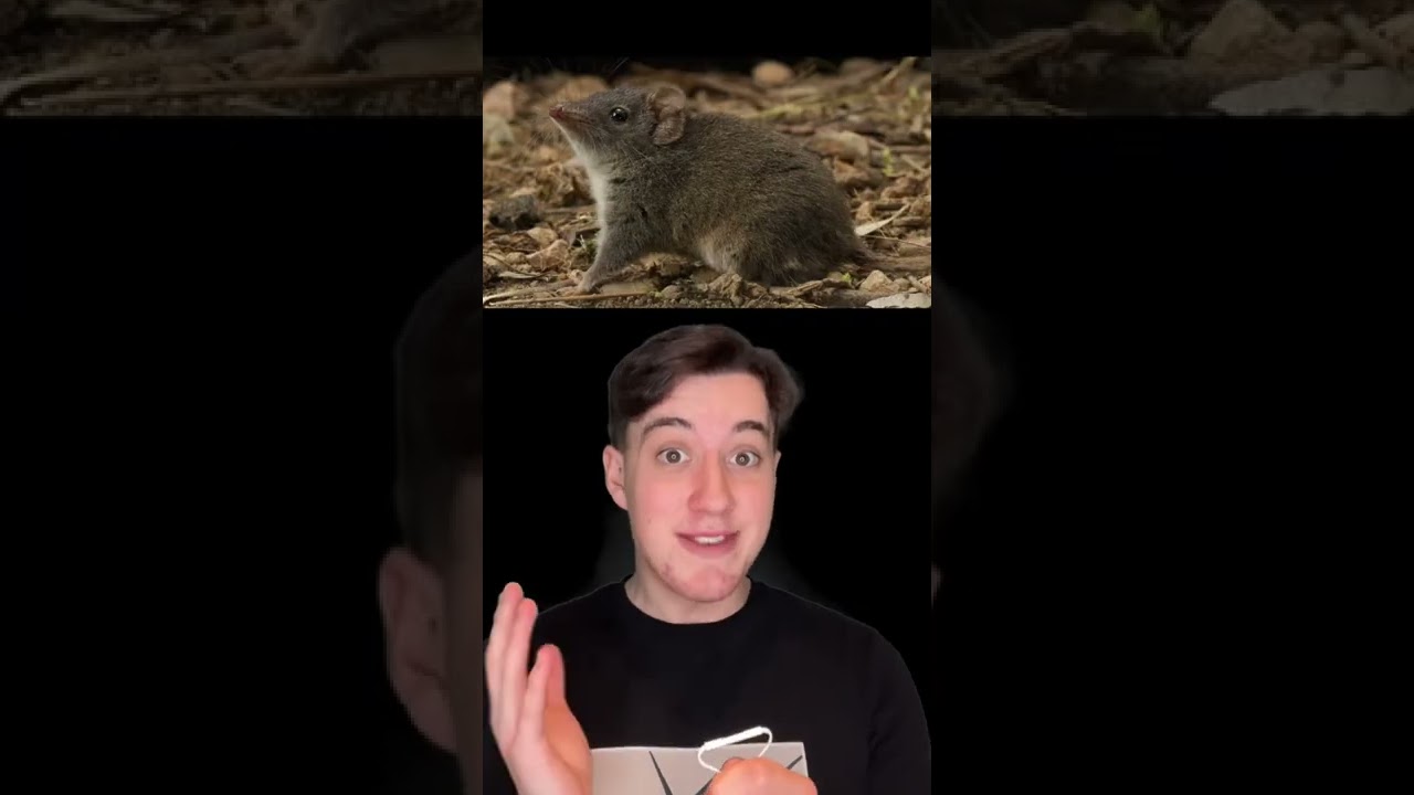 Animals known for higher levels of reproductive activity