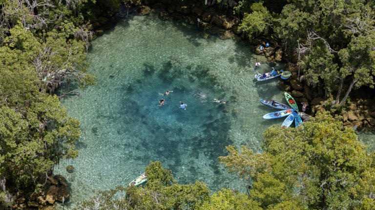 Florida's natural swim spring on the Gulf Coast with seasonal manatees ...