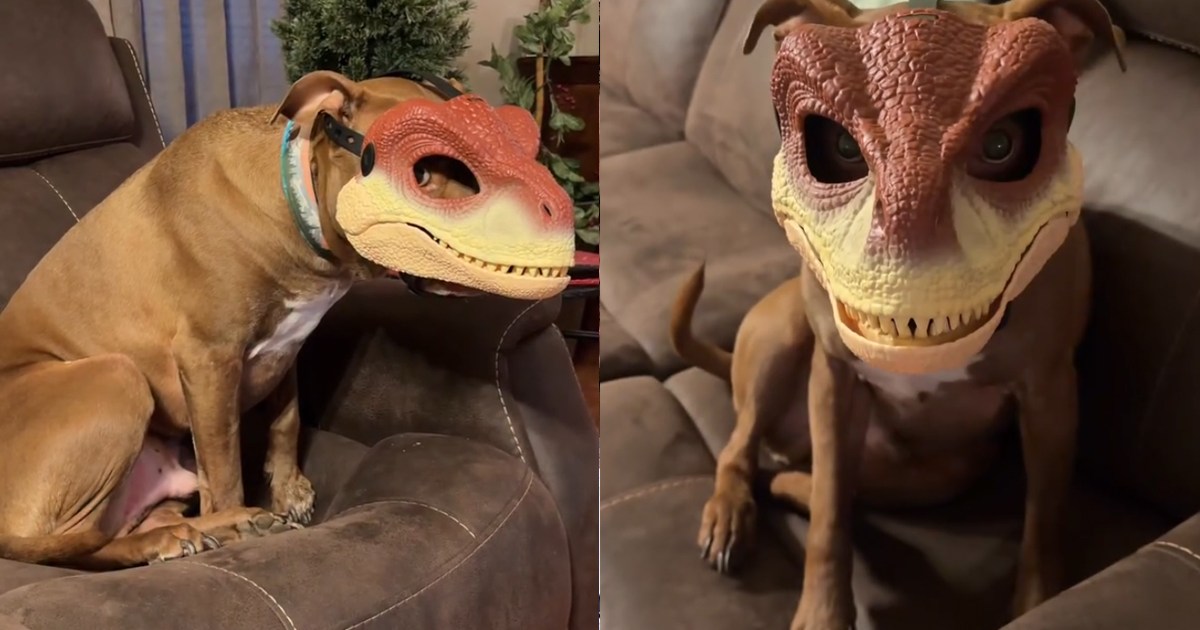 Video: Pit bull turns into cutest dinosaur with mask on