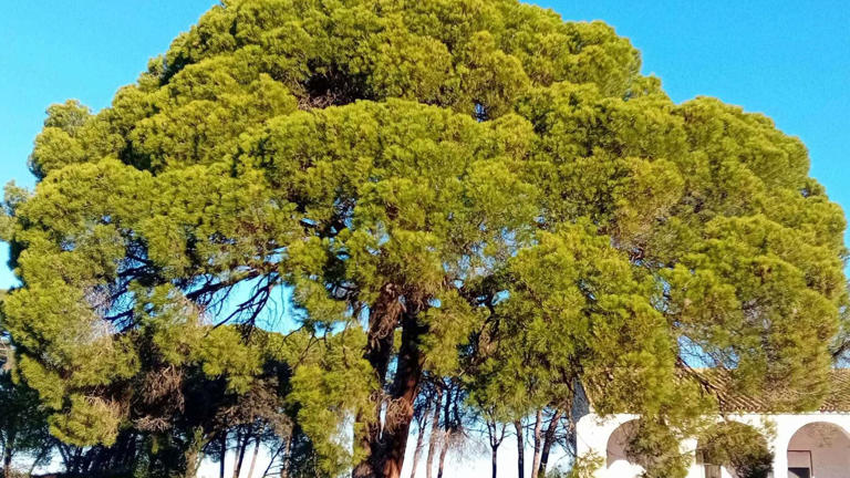 Luto en la botánica española: adiós para siempre al mítico pino donde ...