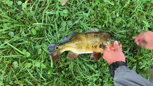 Can you catch big fish with baby guppies and minnows?