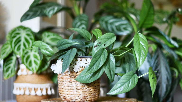 The stunning indoor plant that thrives without much care (it's perfect ...
