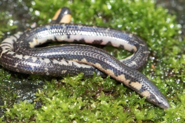 New species of burrowing snake described from coffee farm in India