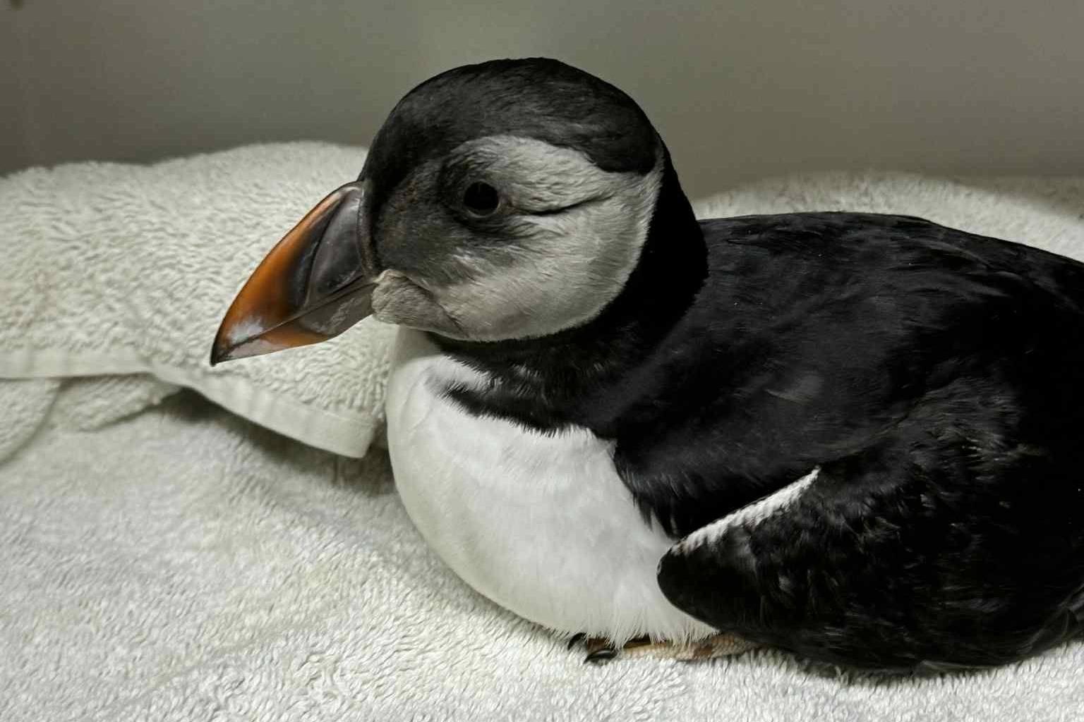 Atlantic puffin discovered on Sussex beach amid Storm Goretti