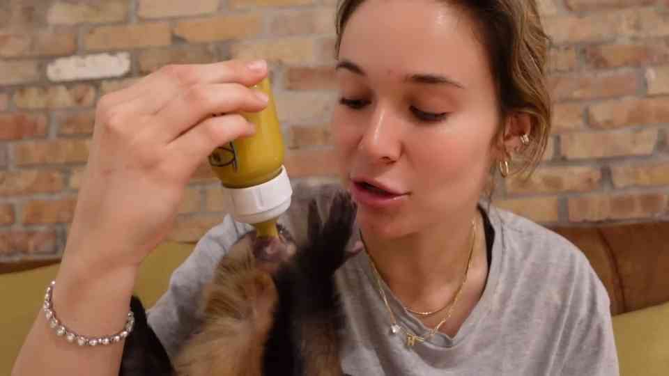 What went wrong during a tree climb with young primates