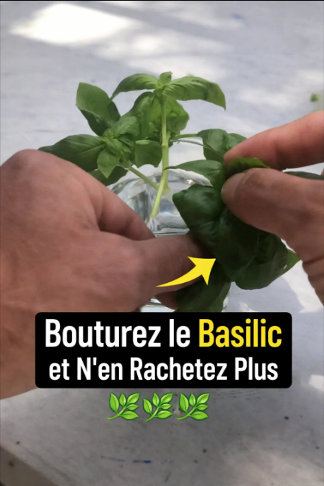Bouturez le basilic et n’en rachetez plus