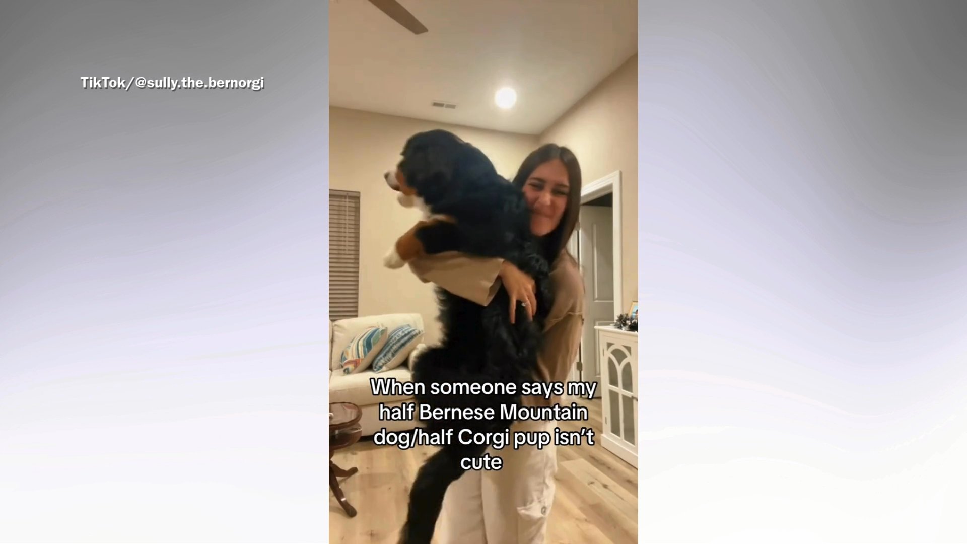 Corgi and Bernese mountain dog have puppies, result stuns viewers