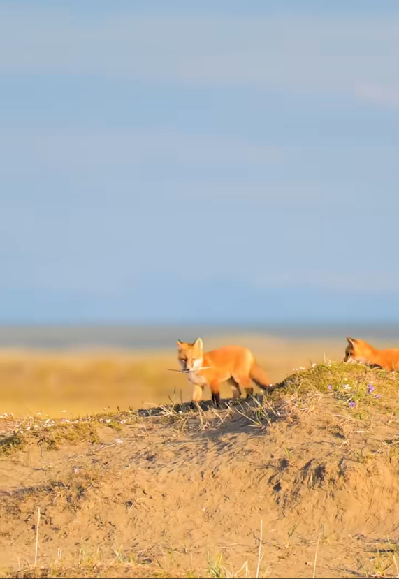 Red fox kits turn capture the stick into an hour of nonstop tag ...