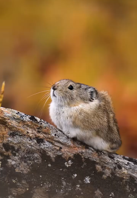 Cute pika king of the mountain in Denali National Park – wildlife ...