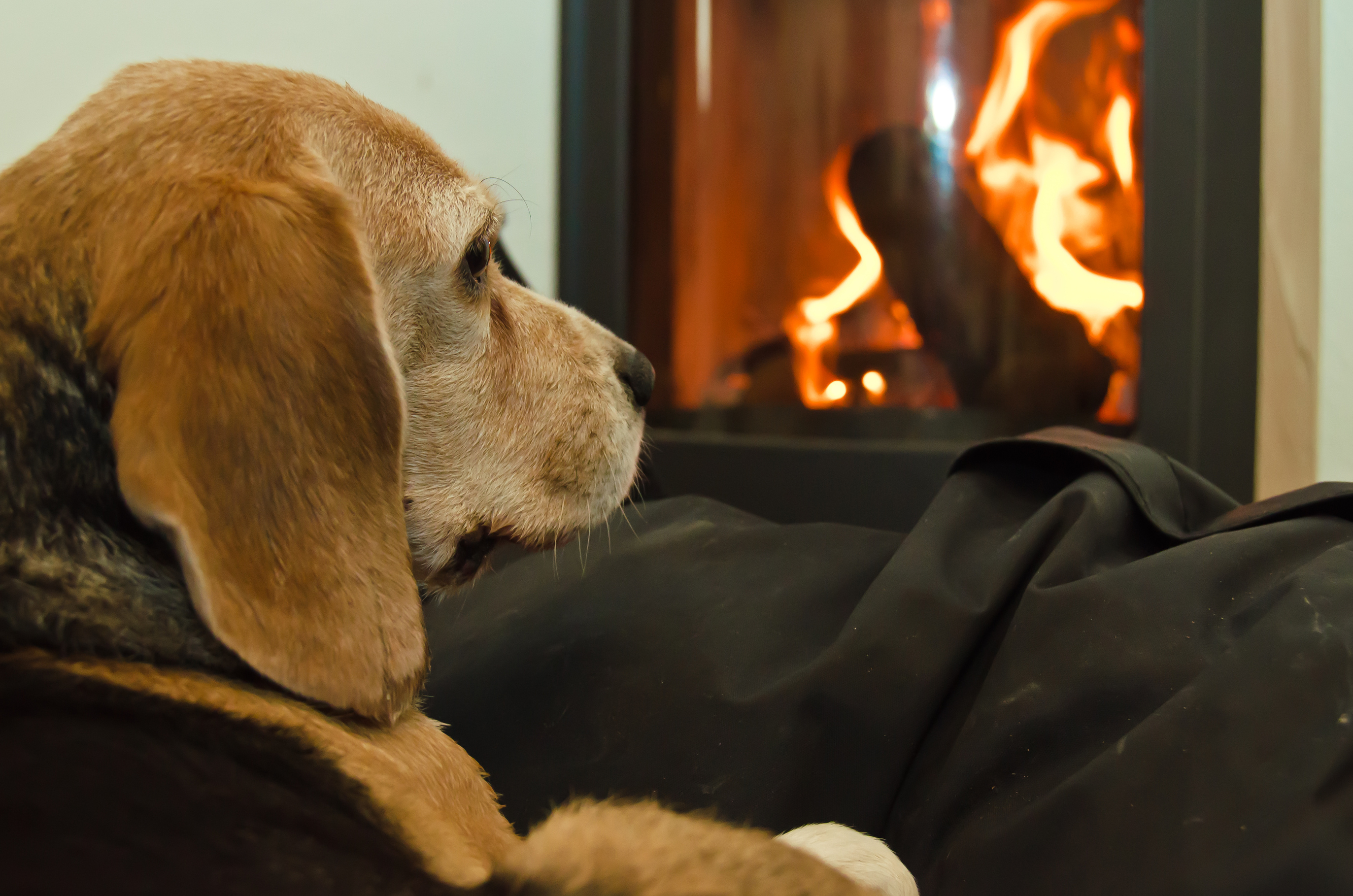 Pets and fire safety: AKC tips for keeping your dog from starting a fire