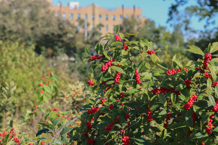 Winterberry 101: Native berries to brighten winter