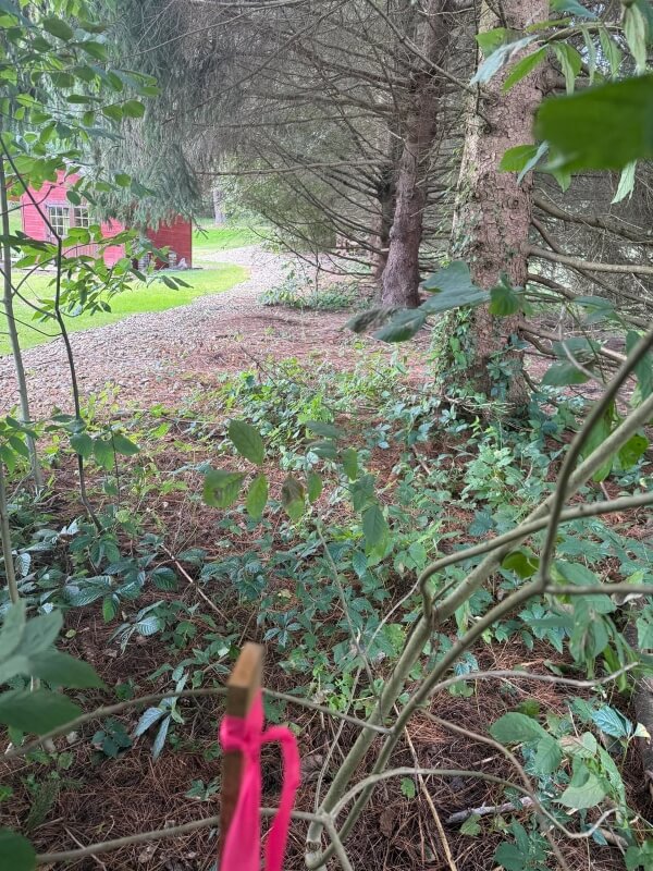 Homeowner distraught after waking up to neighbor's destructive act ...