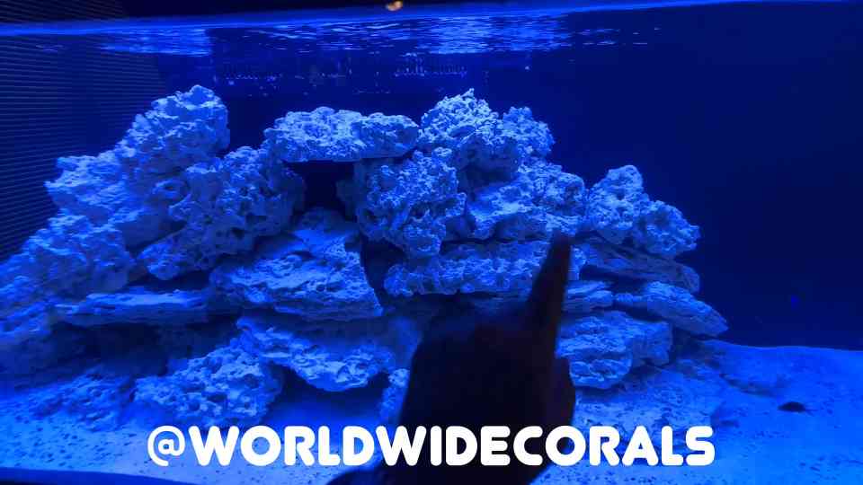 A 300 gallon reef tank created during a difficult goodbye