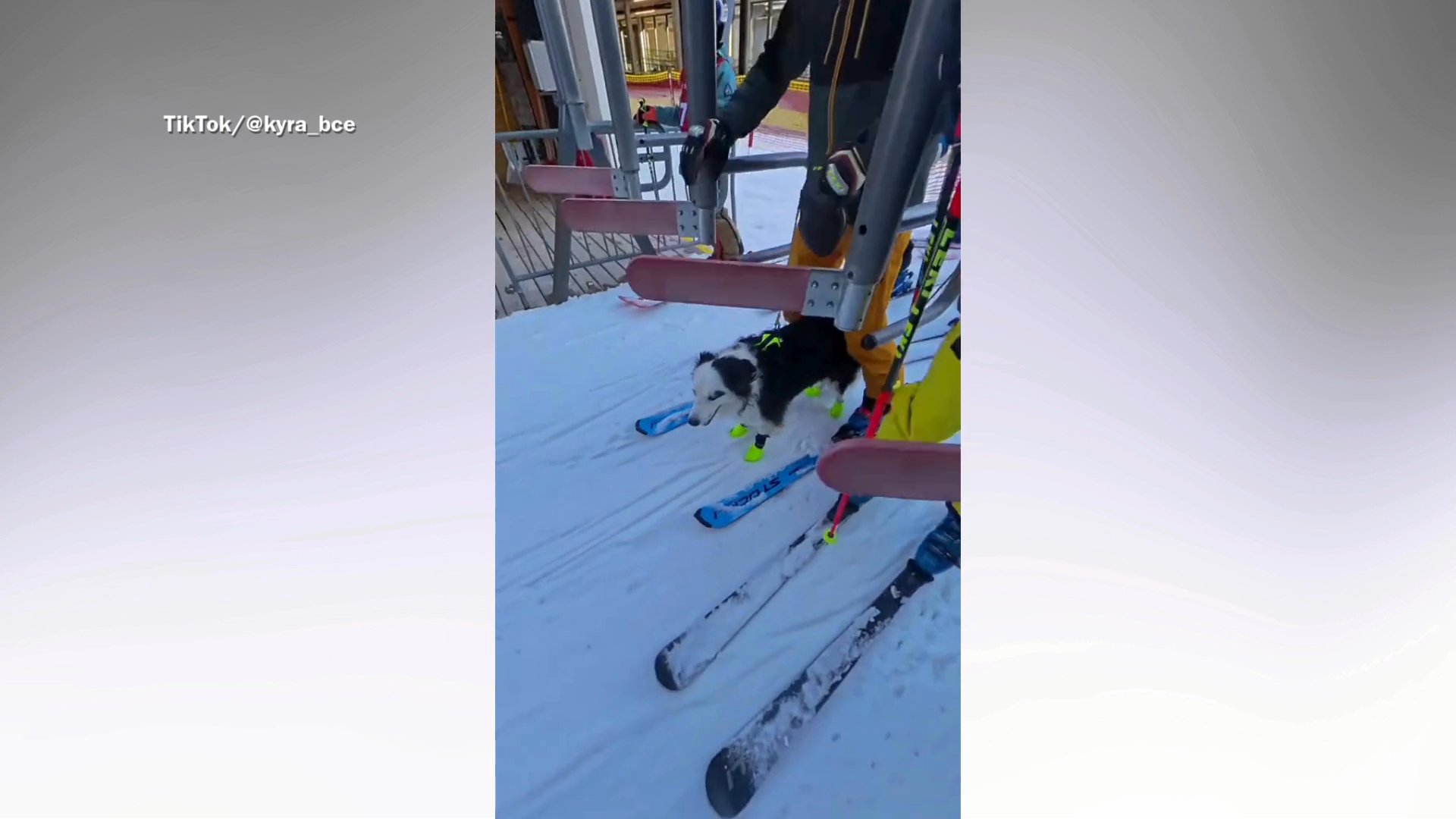 Internet can’t believe what border collie does while owner skis