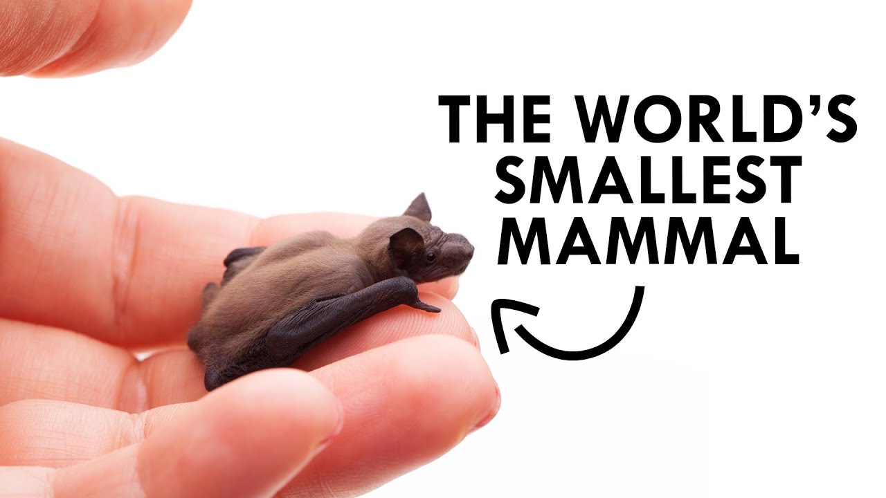 How the world’s smallest mammal survives in a dangerous world