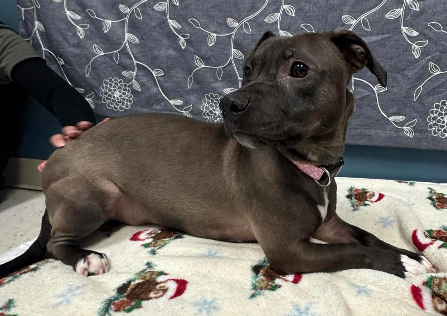 My dog struggles to stand up. Should I be worried?