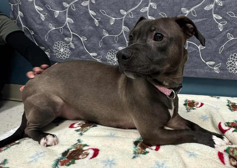 My dog struggles to stand up. Should I be worried?