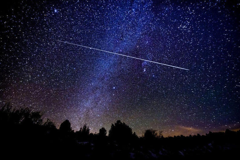 Why darkness matters for plants, wildlife and humans