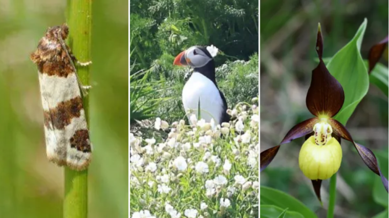 The rare plants and animals making a comeback – and how to protect them