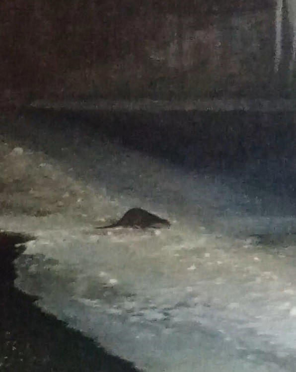 Buz tutan Çoruh’ta su samuru heyecanı: Vatandaşlar "gel gel" diye seslendi