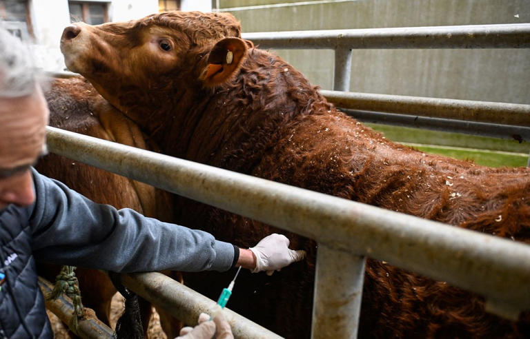 Dermatose bovine : Il n’y aurait plus de cas dans le pays, selon la ...