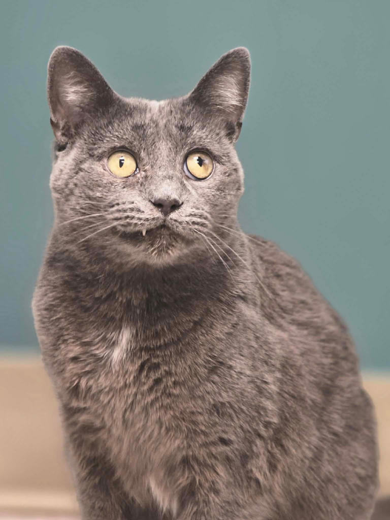 My dog struggles to stand up. Should I be worried?