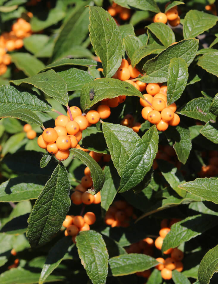 Winterberry 101: Native berries to brighten winter