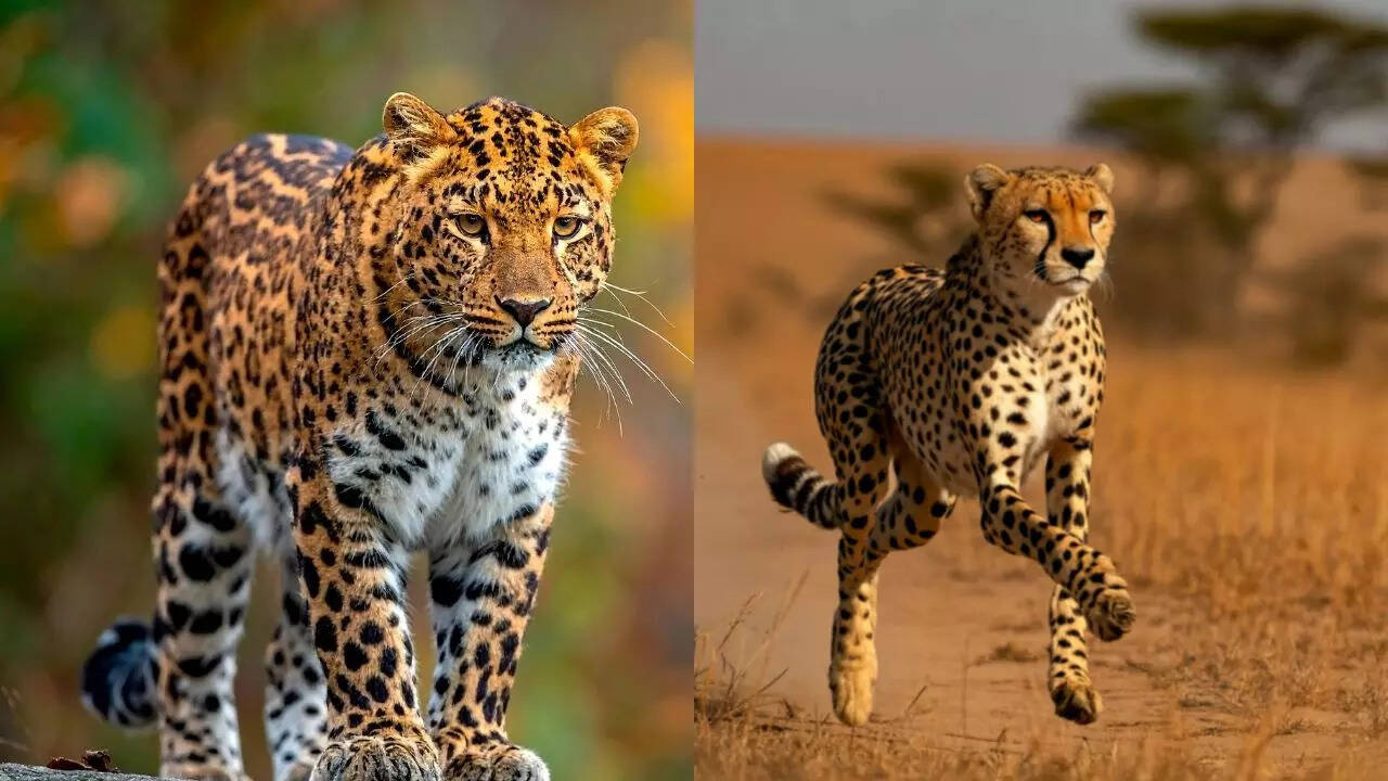 From Rabbit and Hare to Crocodile and Allegator: How these similar ...