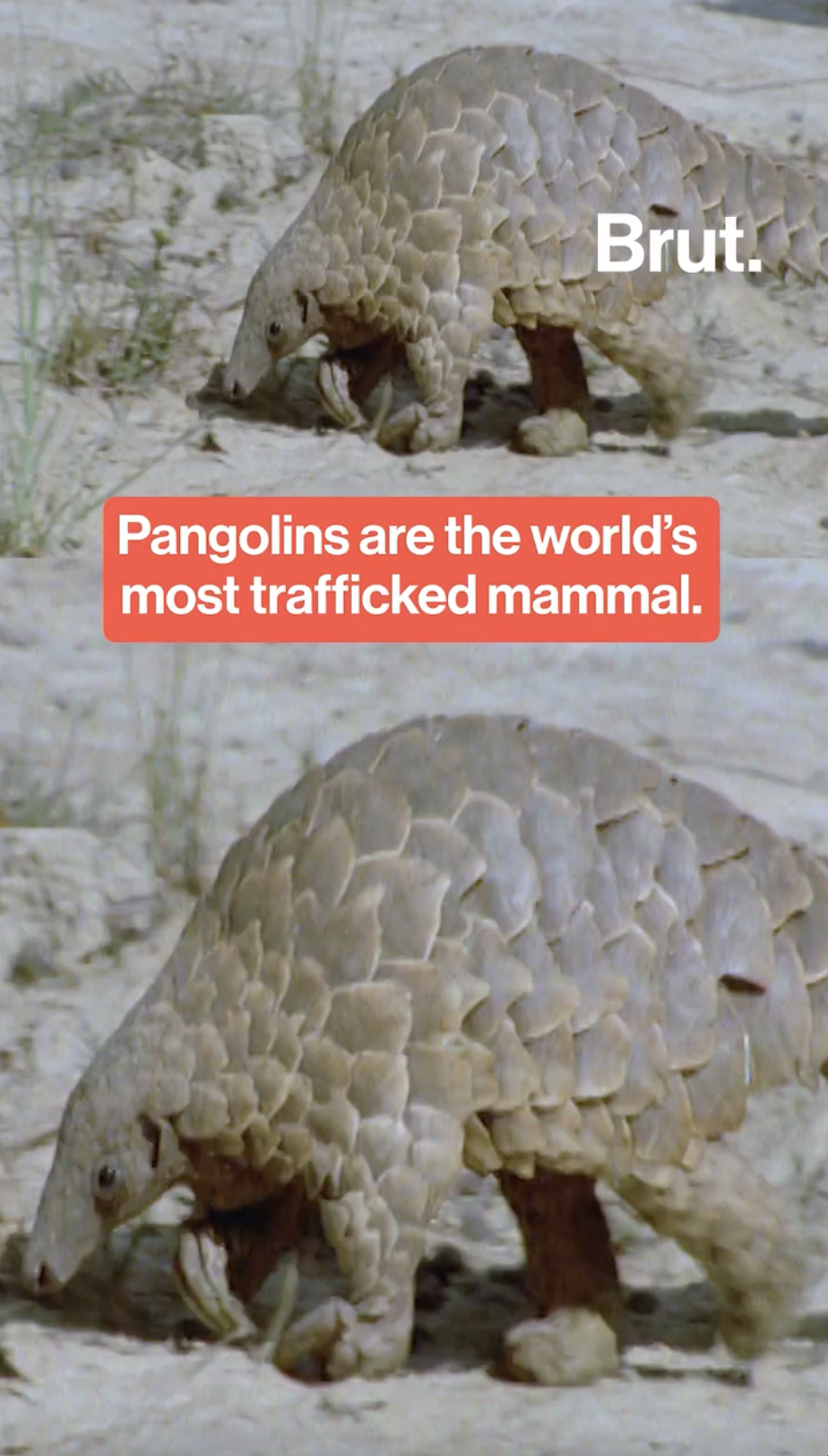 Pangolins are the world's most trafficked mammal