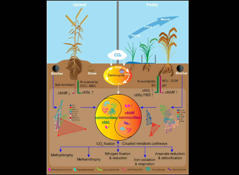 El biocarbón no es bueno: desplaza los microbios del suelo que fijan el ...