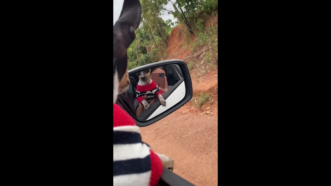 Pet miniature pinscher barks at his own reflection in car mirror
