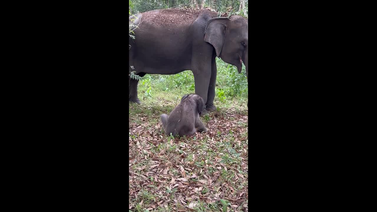 Sleepy baby elephant takes a nap beside his mother